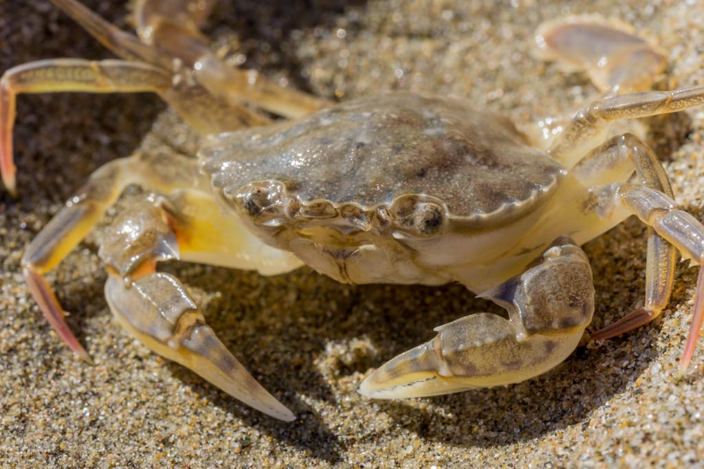 Les coquillages et crustacés de la plage des Ayguades